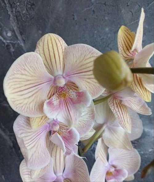 Орхидея фаленопсис биг лип Starts shining