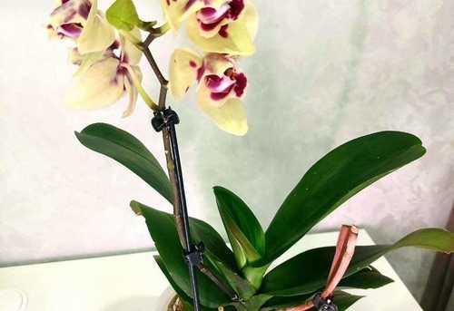 Орхидея фаленопсис пелор альбуфейра