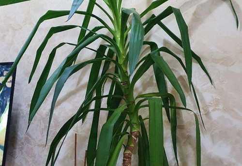 Комнатный цветок Кукурузная пальма