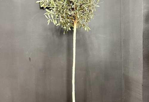 Олива, оливковое дерево 180 см