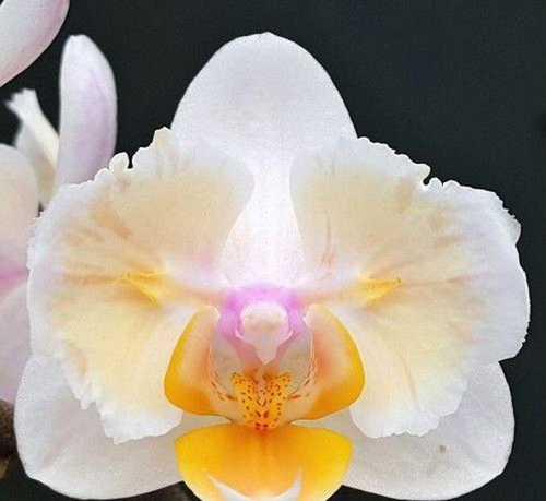 Орхидея фаленопсис пелорики бабочки нецветущие