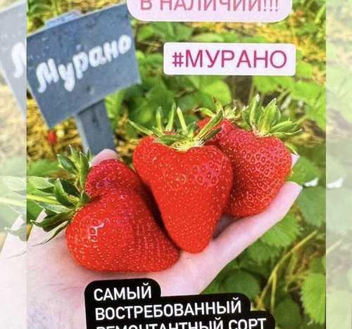 Рассада клубники много сортов в наличии, мурано