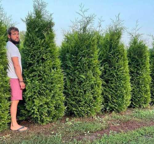 Туя брабант 170 см