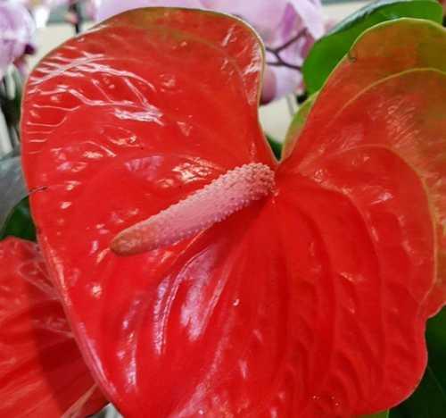 Антуриум фламинго оранж старый коллекционный сорт