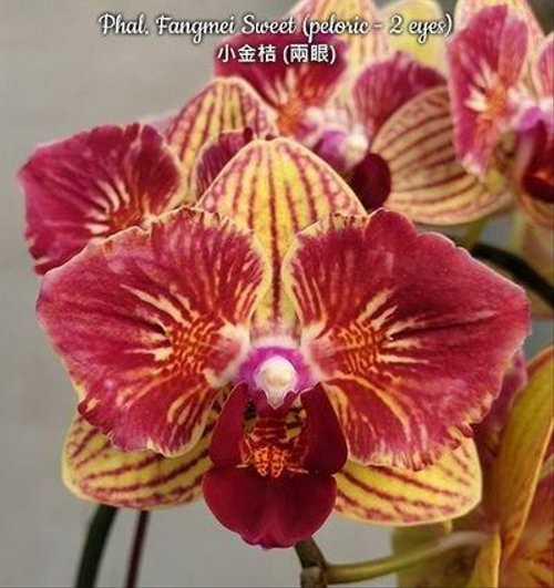 Орхидея Phal. Fangmei Sweet (peloric - 2 eyes)