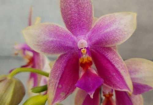 Ароматная сортовая орхидея