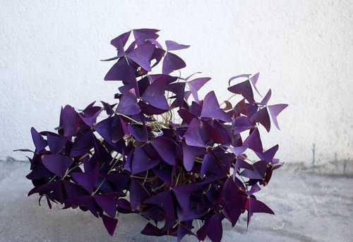 Оксалис (кислица) фиолетовый, большой куст