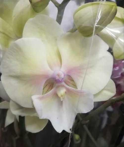 Фаленопсис Биг лип желтый гибрид орхидея 664