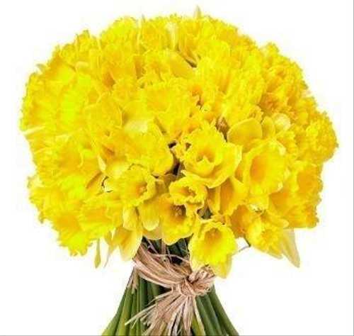 Букет из 101 желтого нарцисса, цветы доставка
