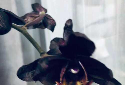 Орхидея фаленопсис Black Swan Чёрный Лебедь