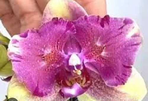 Орхидея 5054 бабочка