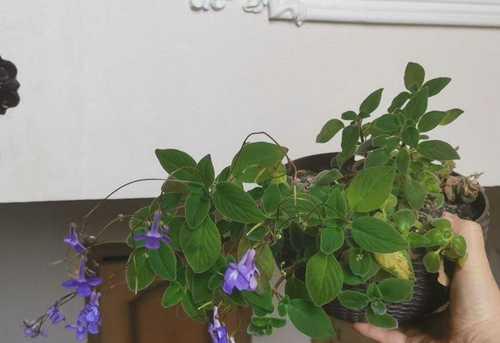 Стрептокарпелла в горшке комнатное растение