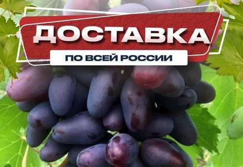 Саженцы винограда "Байконур"