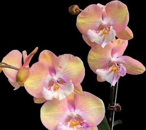 Орхидея P.Rainbow Unikorn