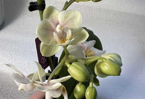 Орхидея сортовая мини
