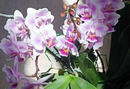 Орхидея фаленопсис бабочка Pink Dream