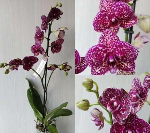Орхидея Wild Cat aroma