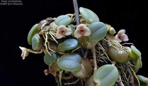 Орхидея Trias intermedia