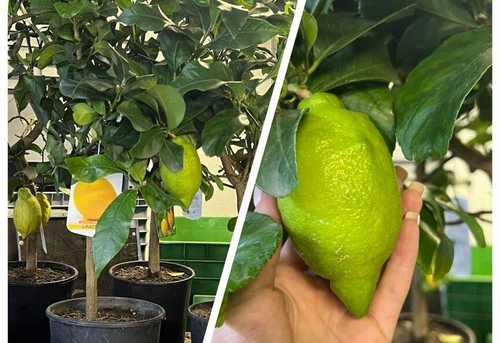 Цитрус Лимон, с плодами, ароматный