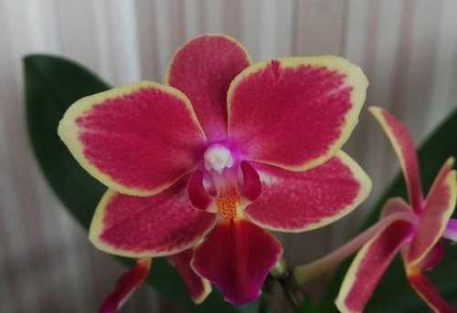 Орхидея из домашней коллекции Sogo Allen