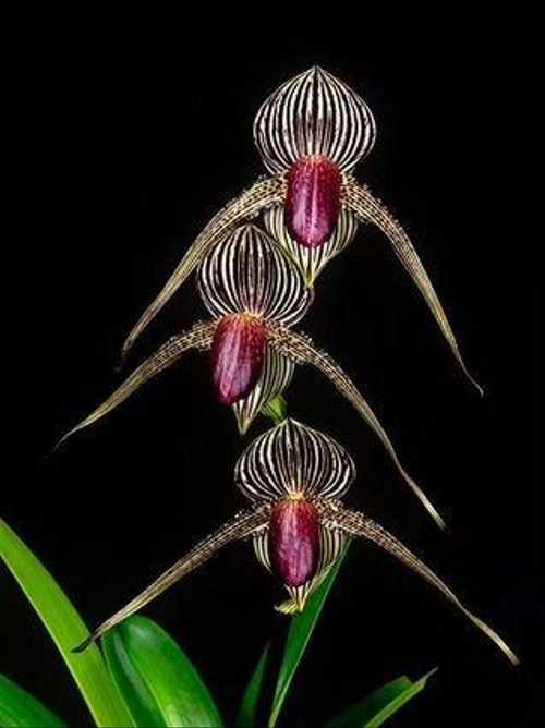 Орхидея башмачок Paphiopedilum rothschildianum