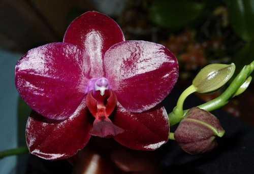 Орхидея sogo relex