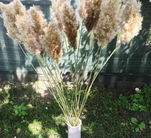 Сухоцветы камыш тростник пампасная трава