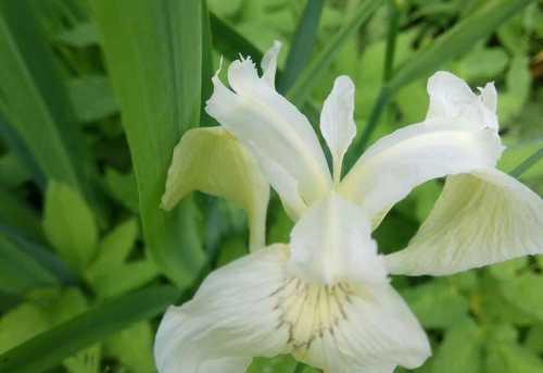 Ирис iris laevigata Snowdrift