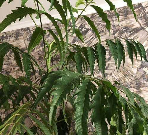 Полисциас фабиан комнатное растение