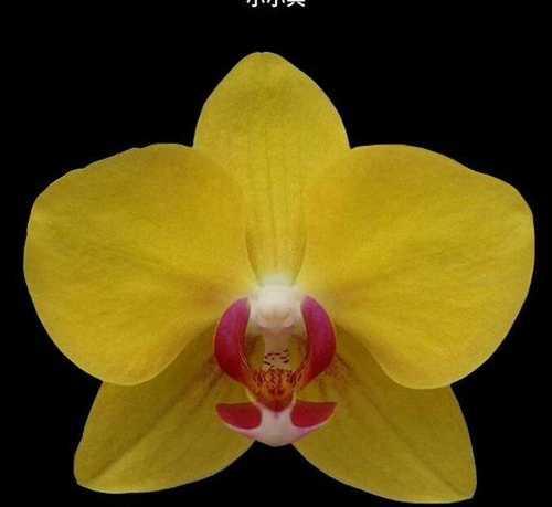 Орхидея Phal. OX Yellow Freed