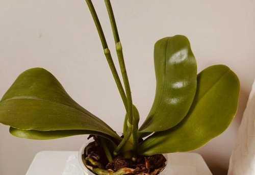 Орхидея фаленопсис Лиодоро ароматная