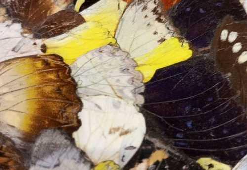 Картина из крыльев бабочек