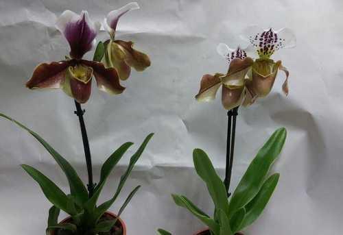Орхидея пафиопедилум "Венерин башмачок "