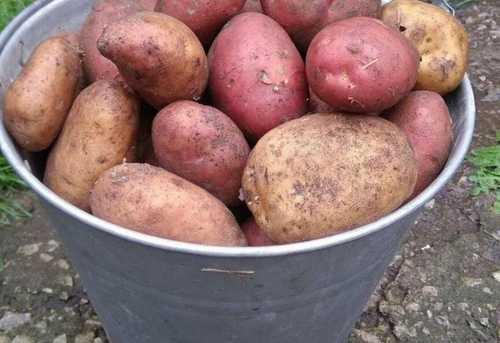 Продам картофель домашний на посадку или еду
