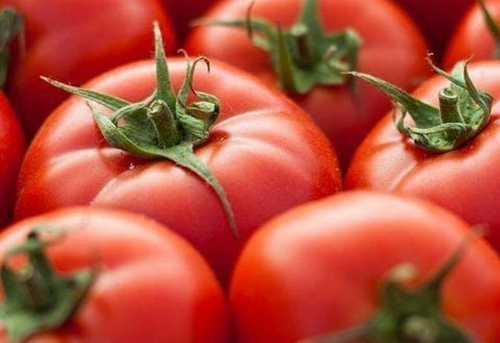 Рассада томатов серии Гном Томатный