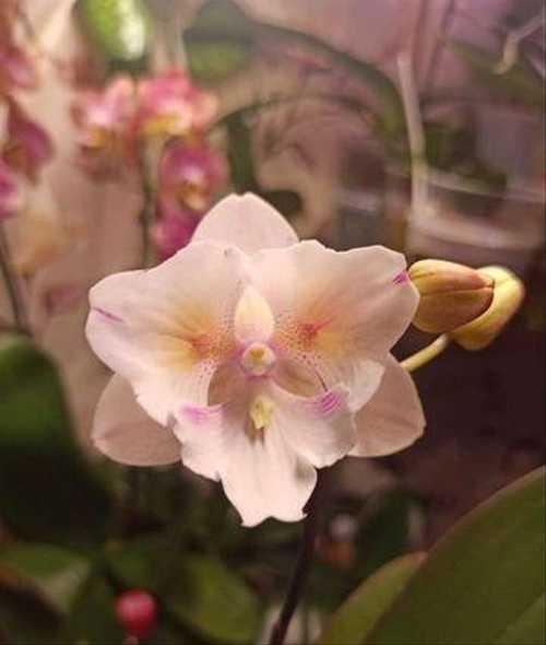 Орхидея фаленопсис биг лип бабочка