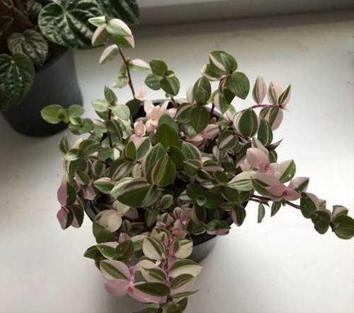 Каллизия Бьянка (Callisia repens Bianca)