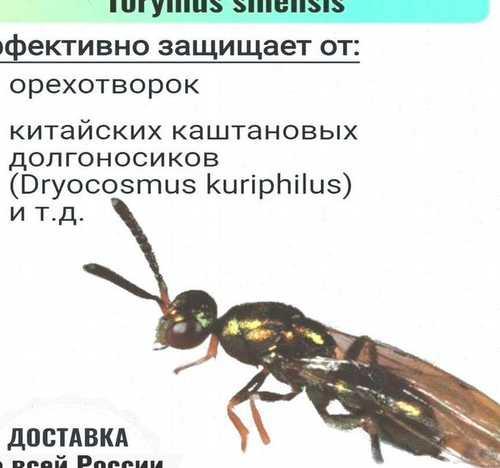 Торимус Китайский от Орехотвороток и Каштановых до
