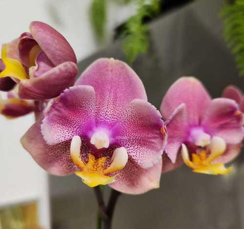 Орхидея Ханни бантик Phal. Hanni dark pink