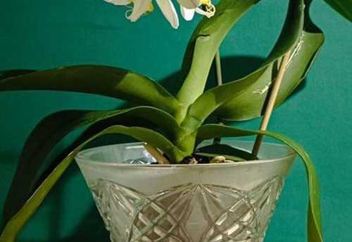 Орхидеи фаленопсис сортовые Cambridge