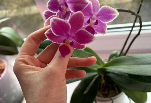 Орхидея миди, сорт Сого Готрис ароматная