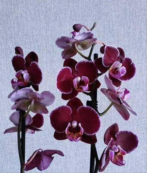 Орхидея фаленопсис цветущая два цветоноса