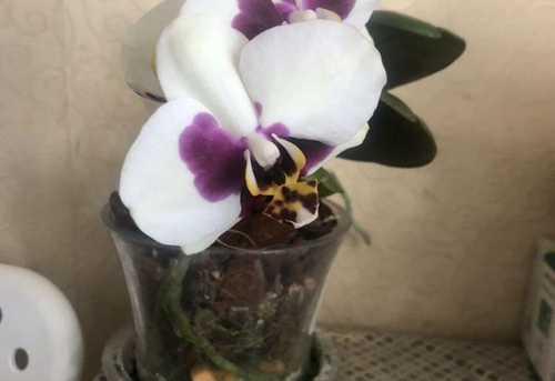 Орхидея фаленопсис Chuen Yong Panda