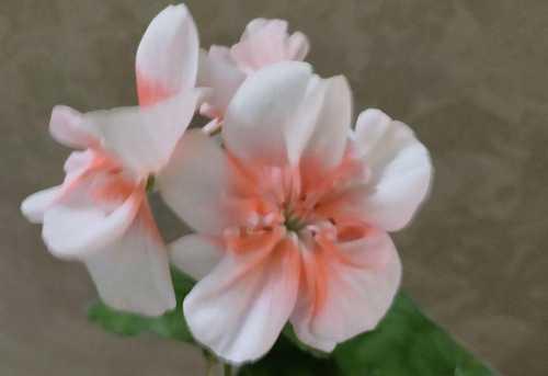 Герань пеларгония цветущая