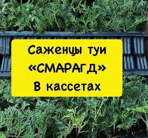 Саженцы туи оптом