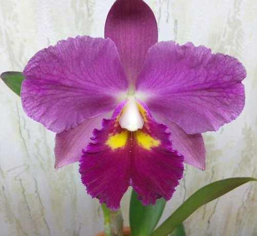 Орхидея катлея Otaara Hwa Yuan