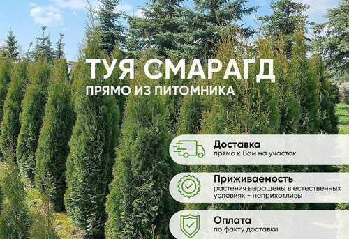 Туя Смарагд 150см от 15шт. Доставка
