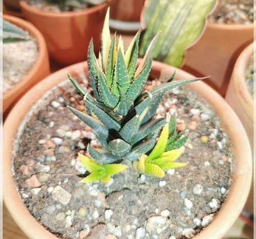 Haworthia Koteki Nishiki Hybrid Variegate