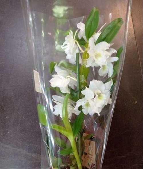 Дендробиум Нобиле, орхидея