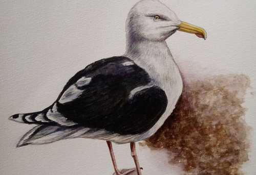 Картина акварель А4 чайка / птицы